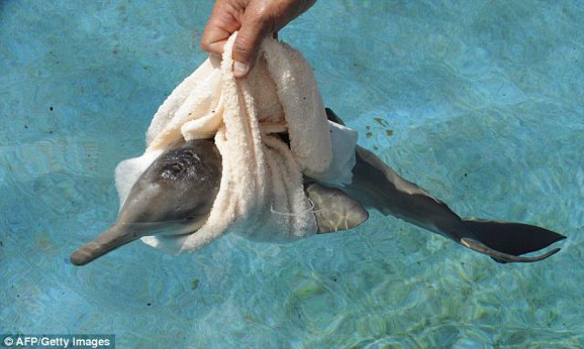 A Penguin Becomes Friends with a Baby Dolphin