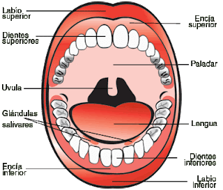 Sistema digestivo y su funcionamiento: Anatomia del aparato digestivo y ...