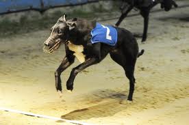 Chop's Top Fives: Top 5 Greyhound racing colours