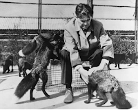 Ionian Enchantment: Silver fox domestication