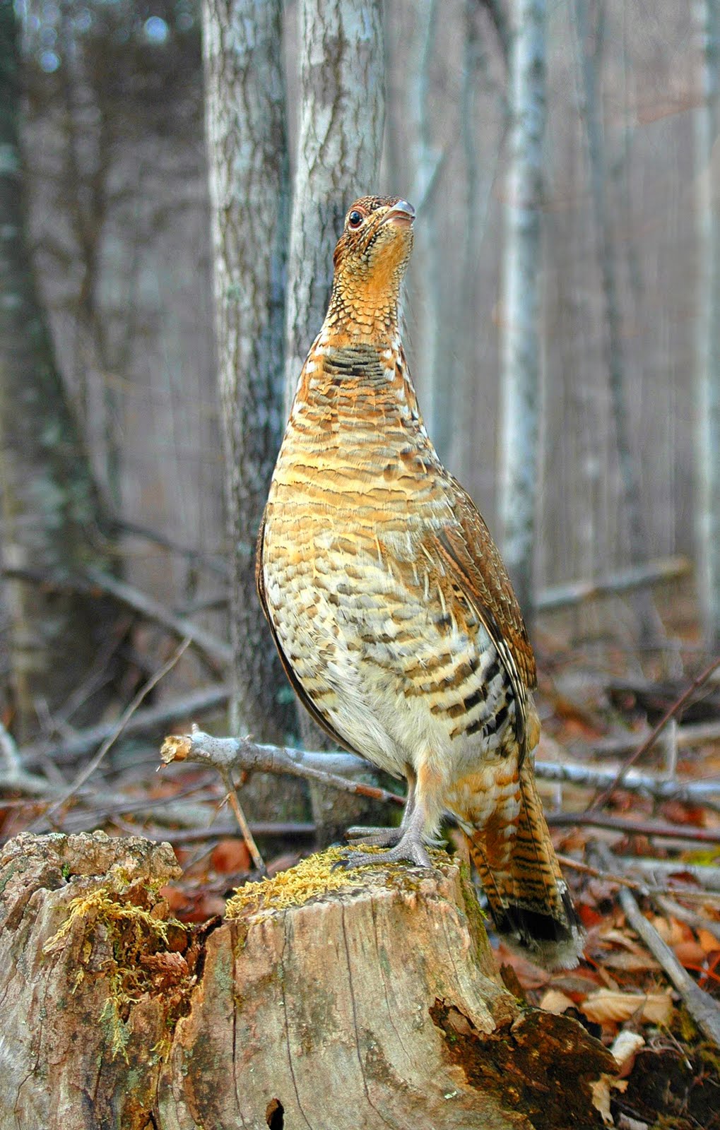 St. Charles Virginia: Harold Jerrell returns on July 27th