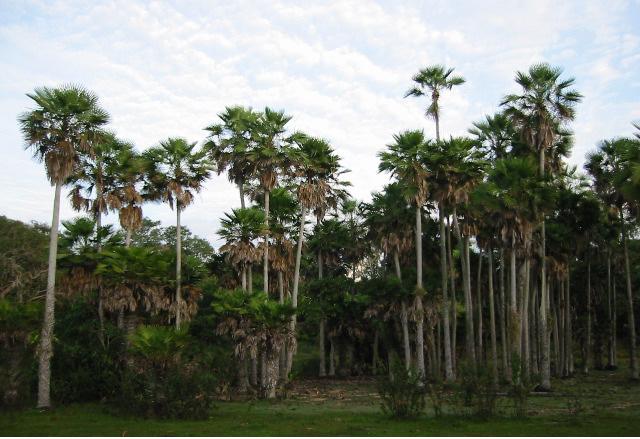 PANTANAL MATO - GROSSENSE: Flora