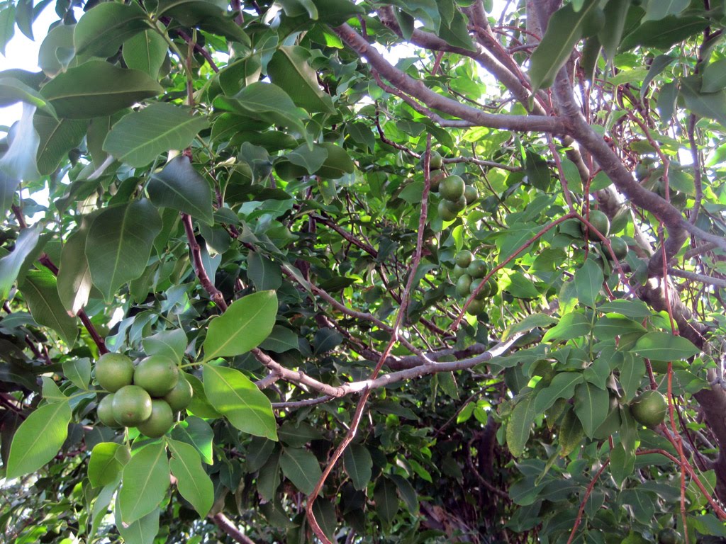 Life Is Short- So Are My Pants: Ginip