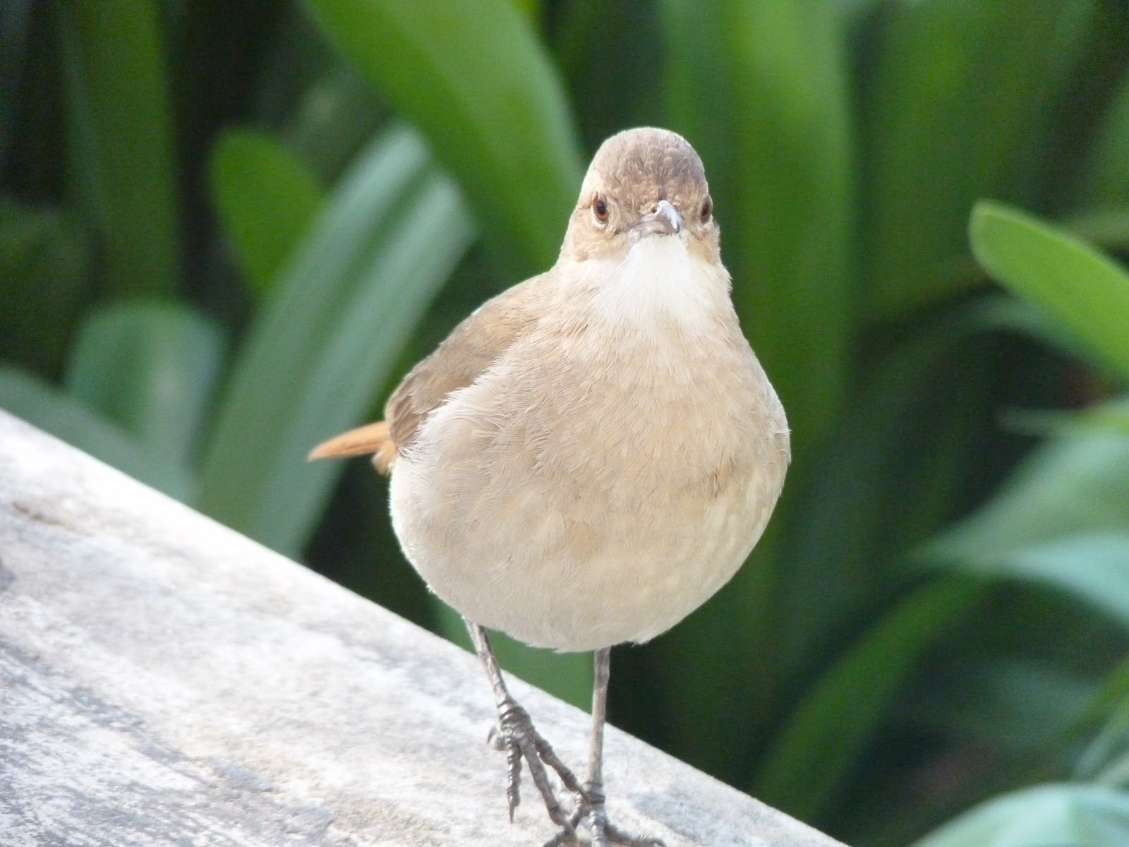 Imágenes y sentidos: EL HORNERO