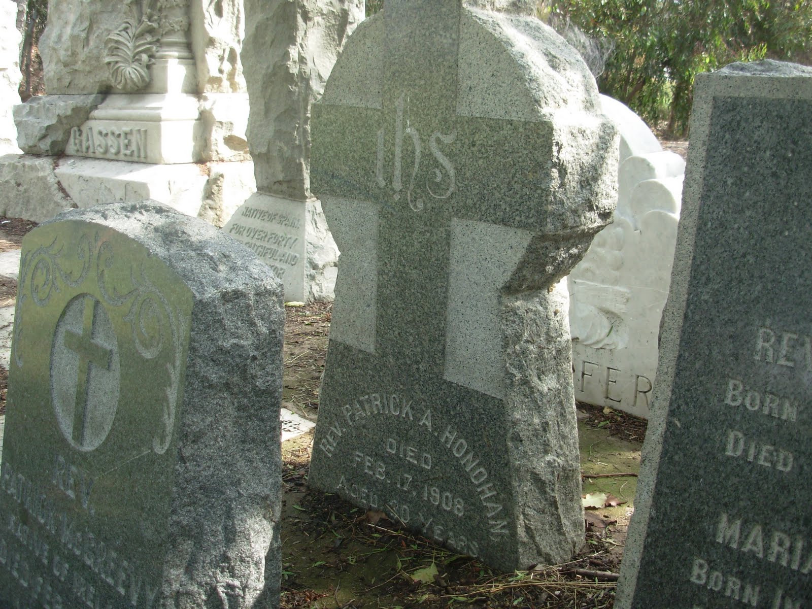 South San Diego County Graveyard Rabbit