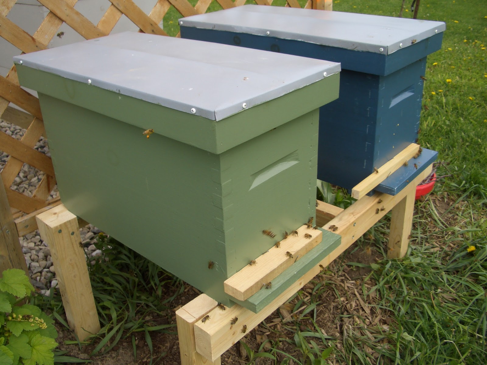 The Bee Cluster: Nucleus Hives : The beginning