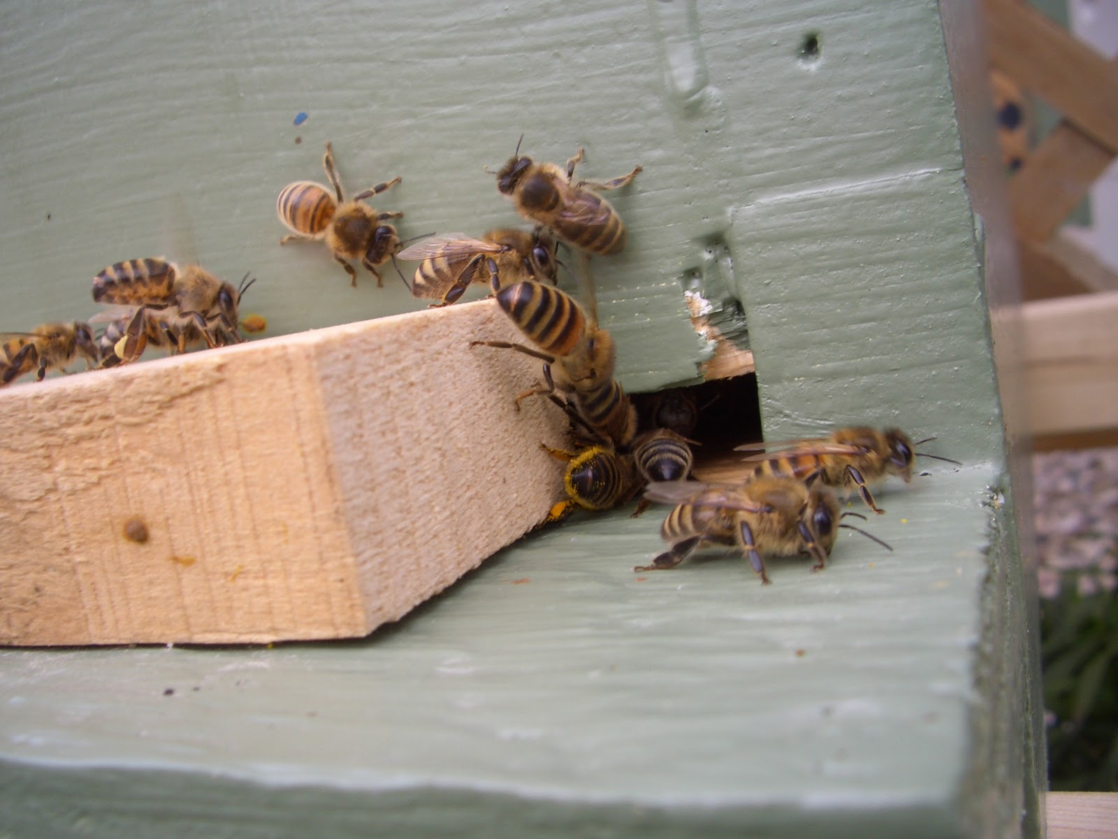 The Bee Cluster: Nucleus Hives : The beginning