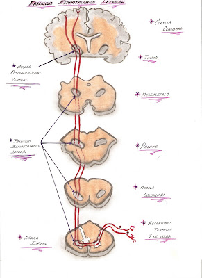 NEUROANATOMIA CHE'S: PRÁCTICA No.5 "MÉDULA ESPINAL II"