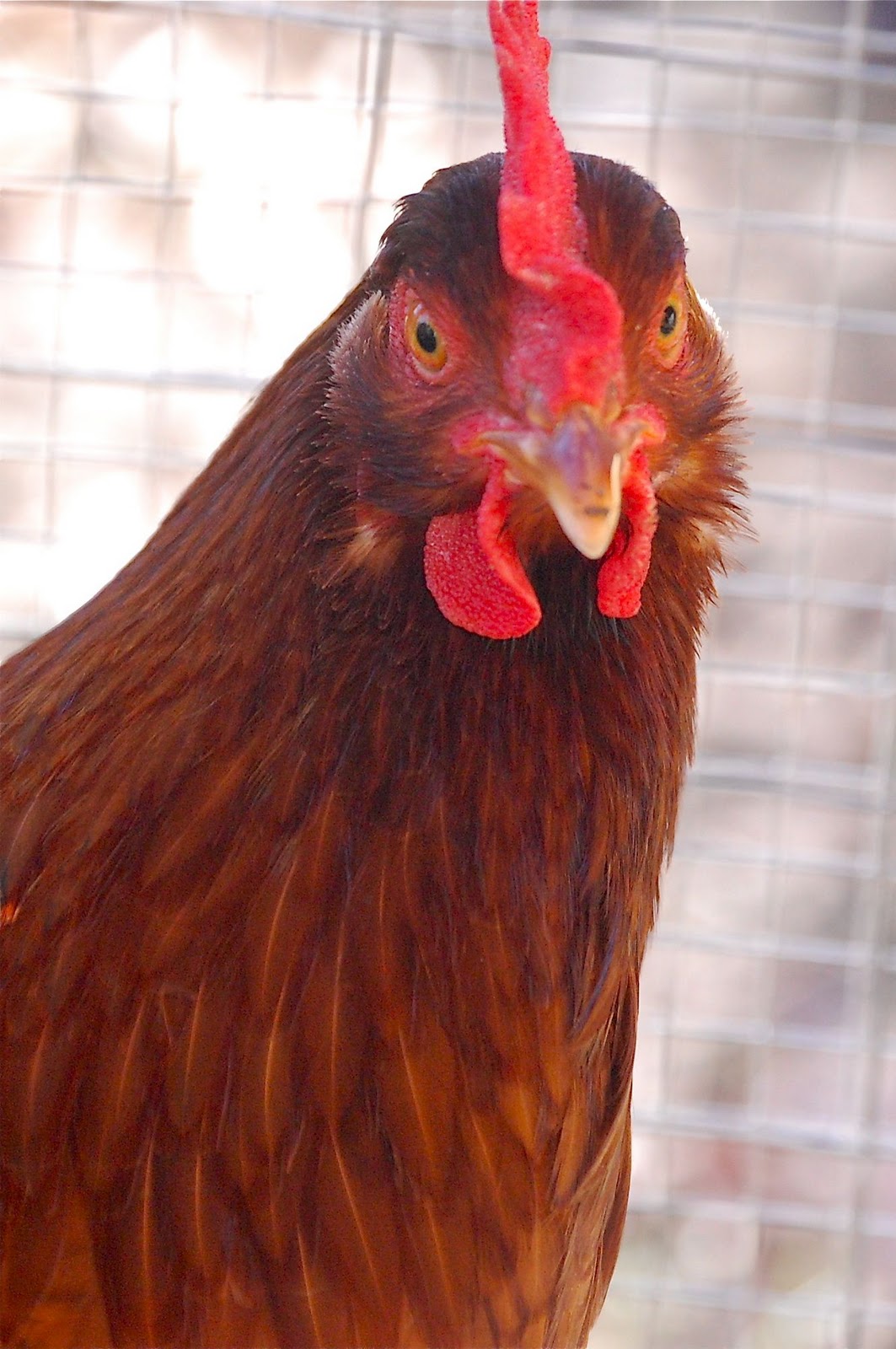 Heritage Schoolhouse: The chickens are 6 months old!