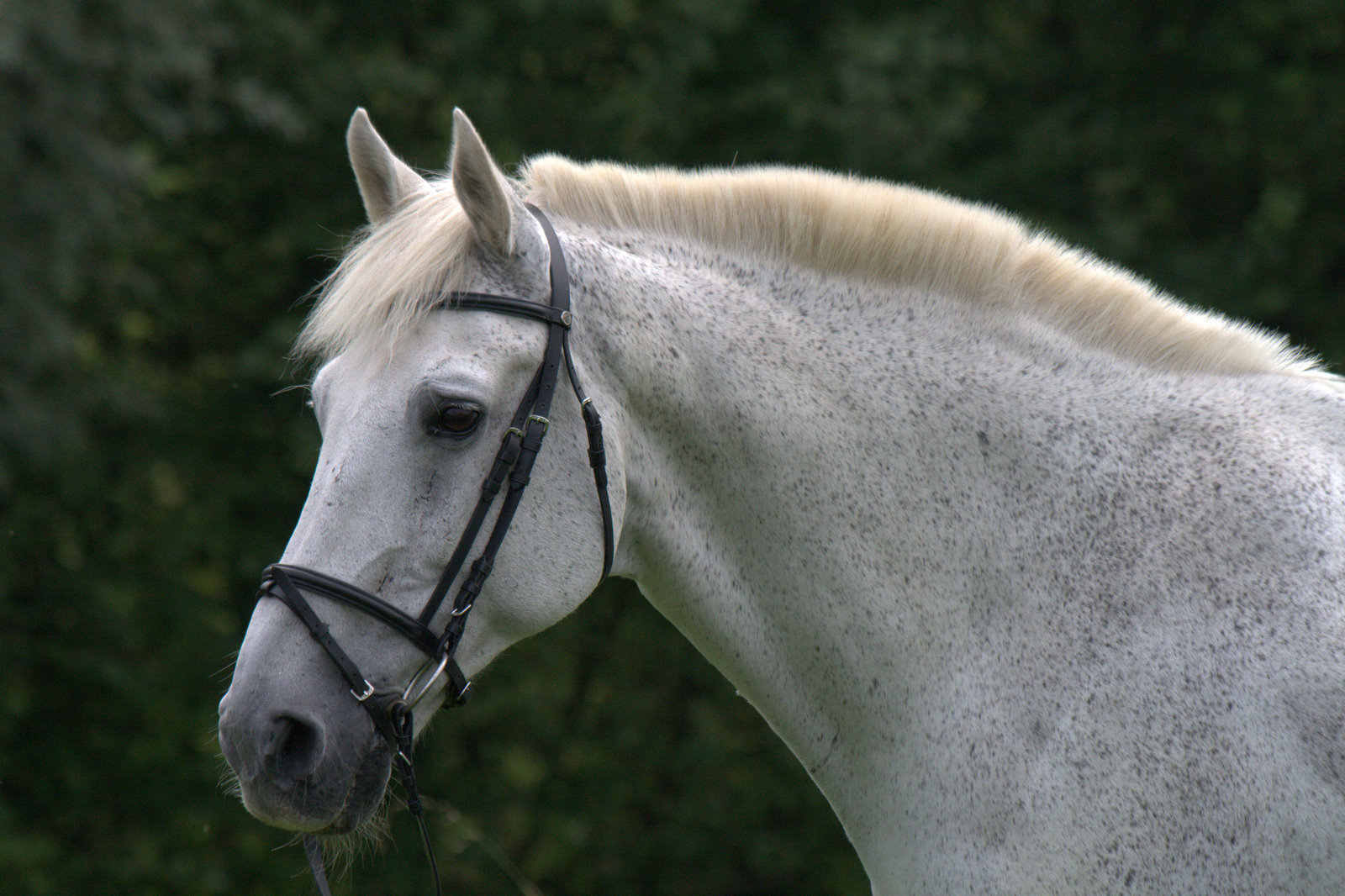 Fotos von Lena Kruse: Schimmel (weißes Pferd)