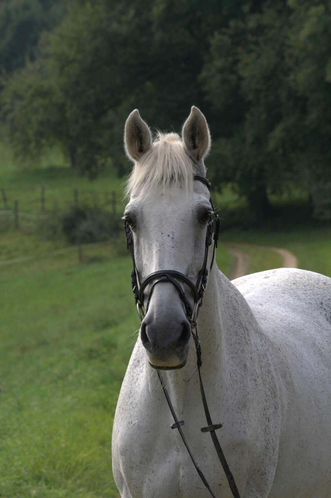 Fotos von Lena Kruse: Schimmel (weißes Pferd)
