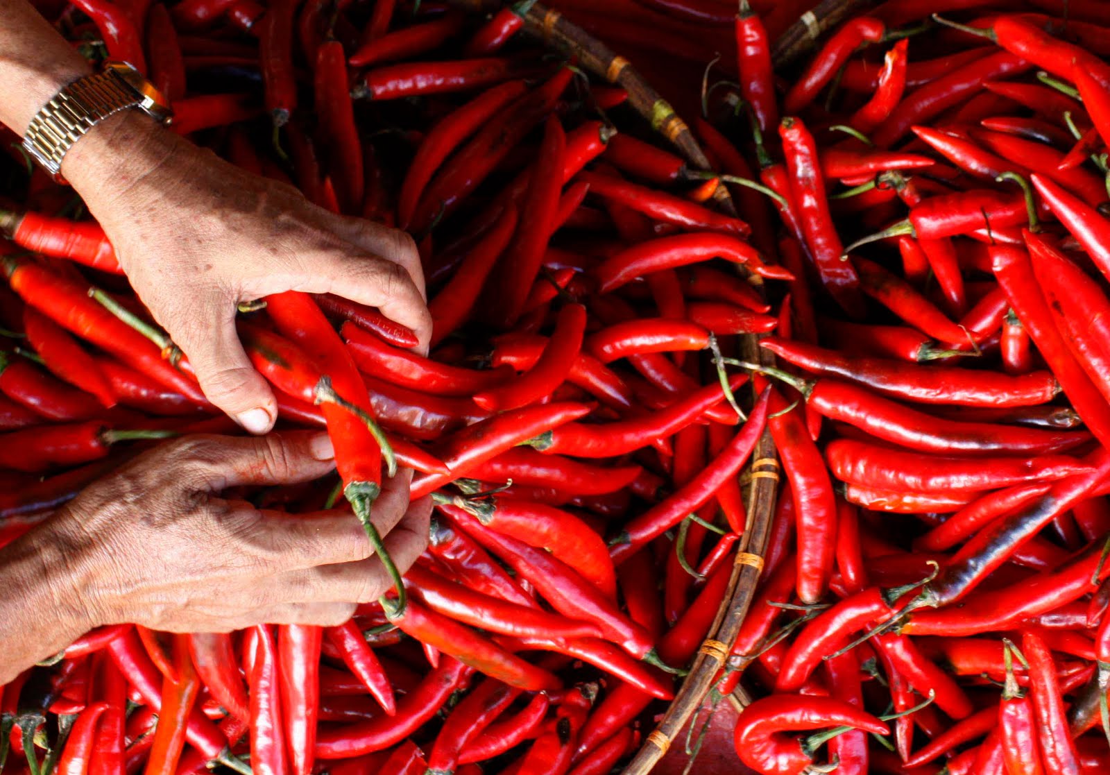 Chillis, Capsaicin, and Scoville