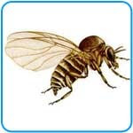 PeCuArIa SiN fRoNtErAs: INSECTOS PICADORES IV