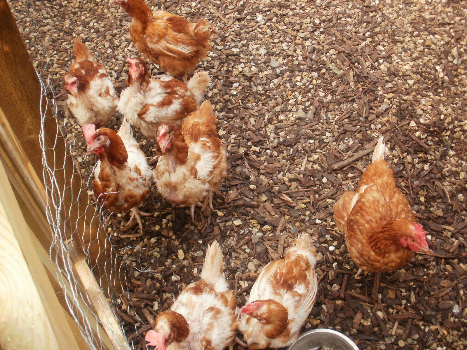 The Edge's Happy Hens !!: Ex Battery Hens Arrive