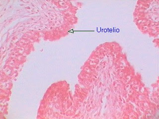 Laboratorios: TEJIDO EPITELIAL