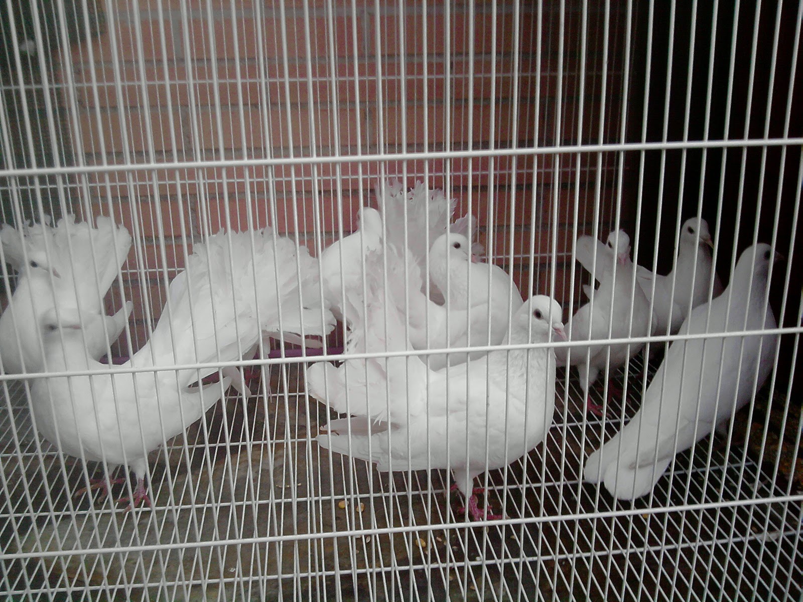 El Corral de Xaina: Mis Palomas