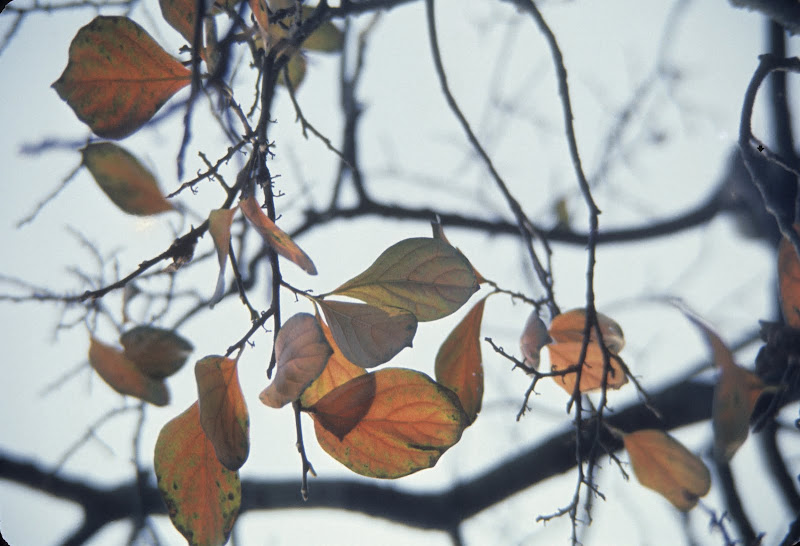 Commemorating the art of Richard Tudor Hibbert: Persimmon Leaves (photo)