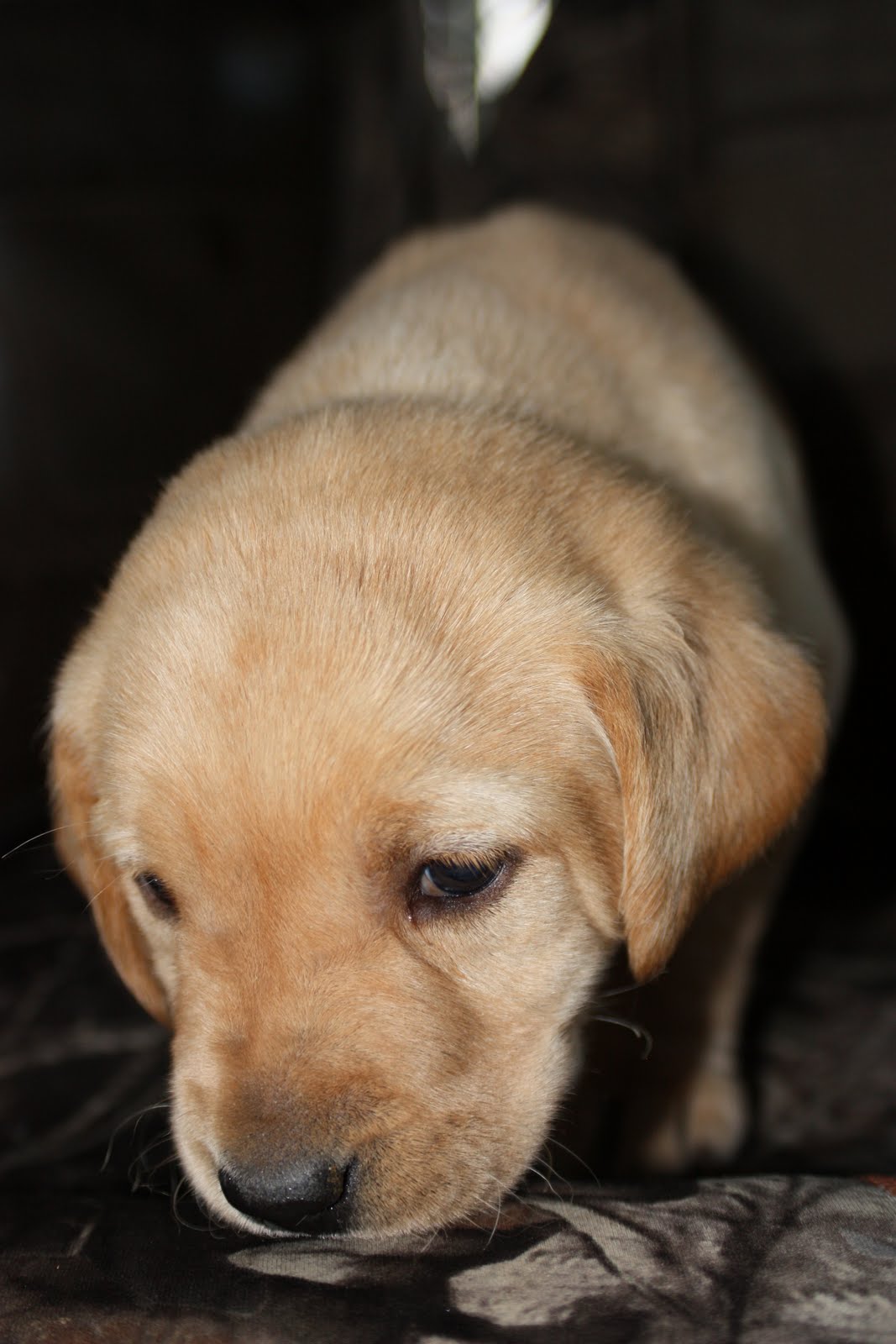 Thibodeaux Kennels: Pure bred Labrador pups
