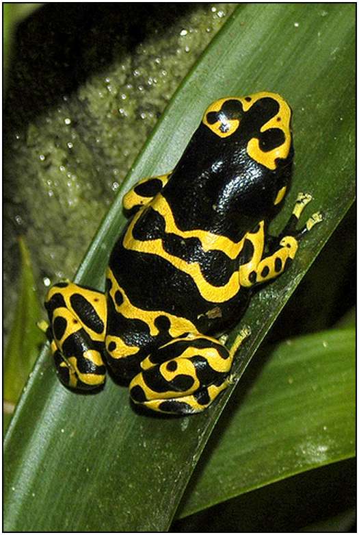 Foto Kodok - kodok yang luar biasa dan ngemesin | BOMBA DOT COM