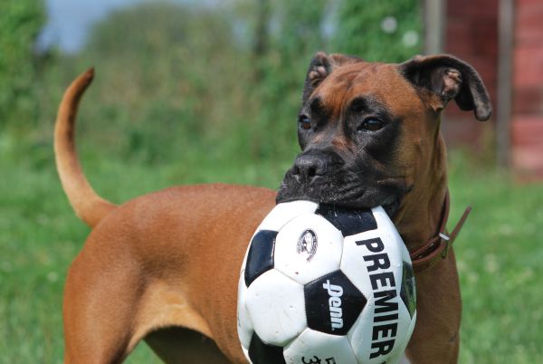 Poezja i Boksery: Boksery z Fundacji Boksery w Potrzebie