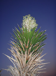 Sudcalifornia Alternativa: Isla Espiritu Santo