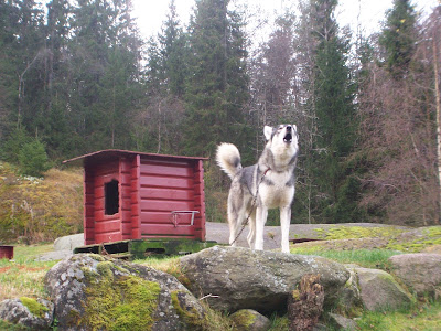 Dan Sadowski in Norway: Dog mushers' cabin weekend trip