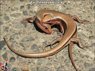 My Lounge: Two Headed Lizard
