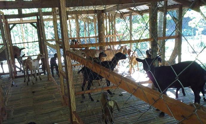 Solitude Rising: Home-made