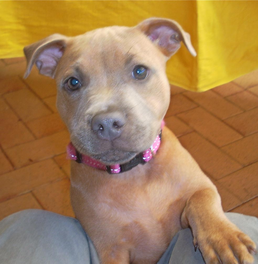 Lock Family Ramblings: Ruby the Staffy pup