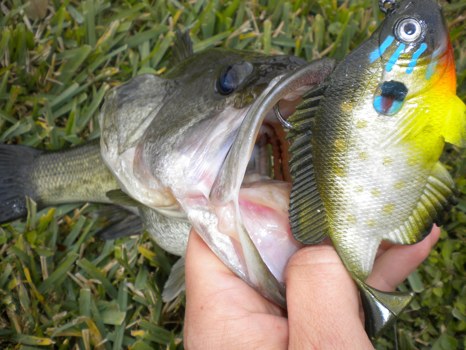 T Brinks Fishing: A Swimbait for Real Fish