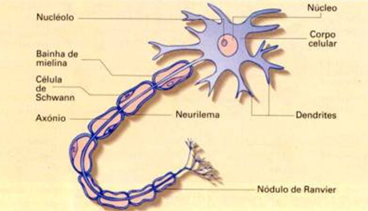 Psicologia Unitri 2010: Materia de Neuroanatomia