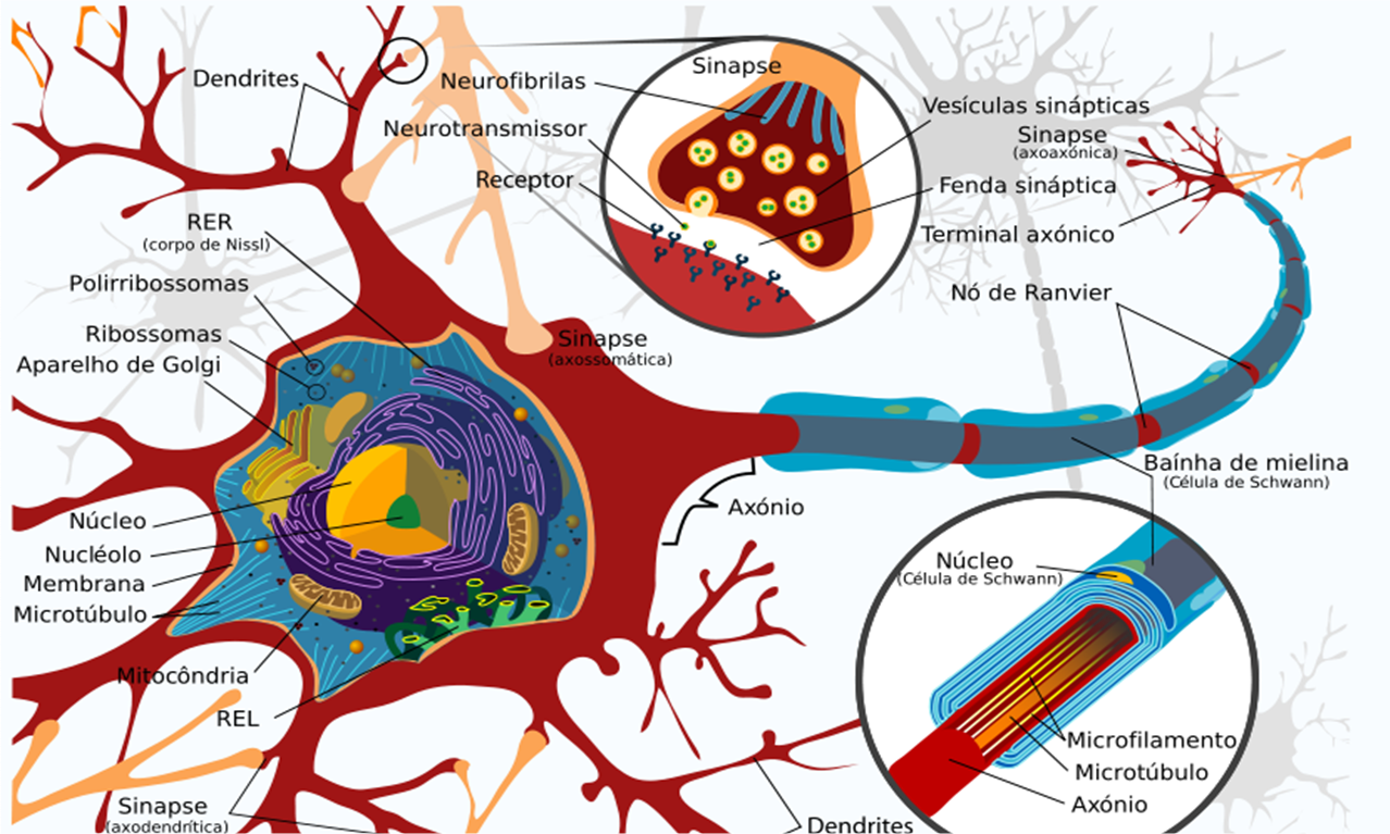Psicologia Unitri 2010: Materia de Neuroanatomia