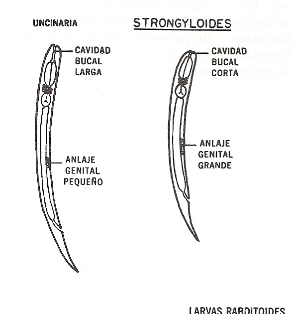 ParasiDiario: DIFERENCIAL DE LAS LARVAS DE UNCINARIAS Y STRONGYLOIDES ...