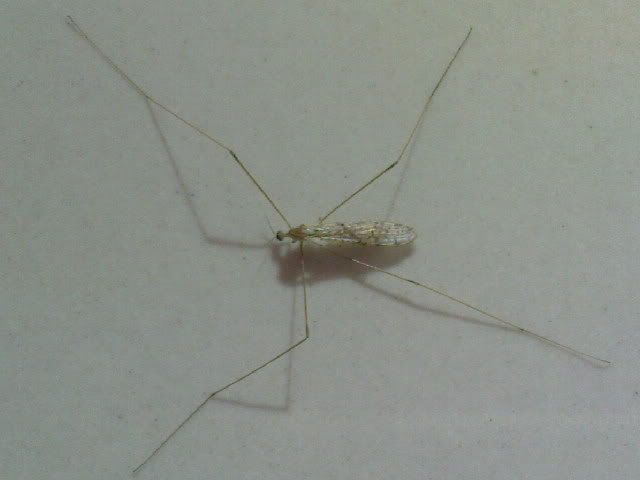 TriciaBarbie's Creatures World: Four Legs Insect