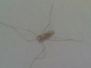 TriciaBarbie's Creatures World: Four Legs Insect