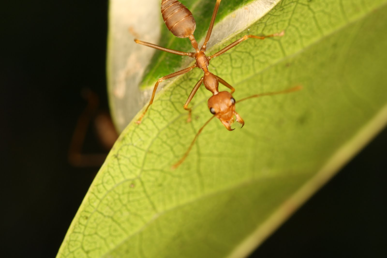 TriciaBarbie's Creatures World: Big Red Ants in Clearwater Sanctuary