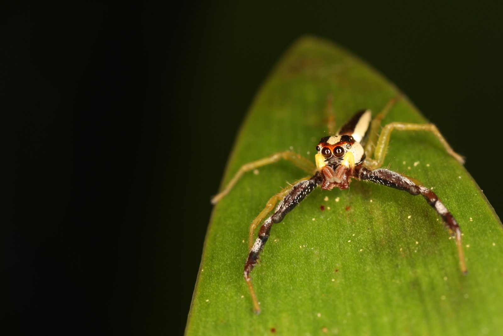 TriciaBarbie's Creatures World: Panda Eye Spider in Clearwater Sanctuary