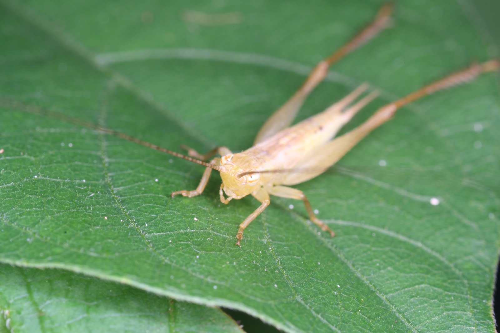 TriciaBarbie's Creatures World: White Grasshopper in Clearwater Sanctuary