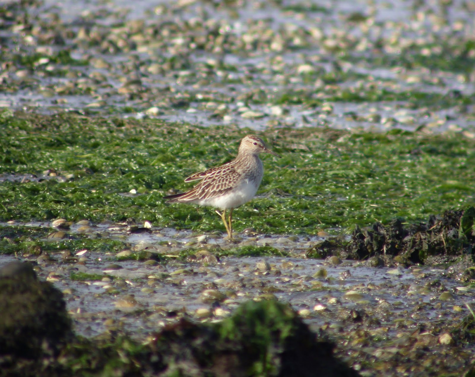 Observaciones de aves en el noroeste de la provincia de A Coruña