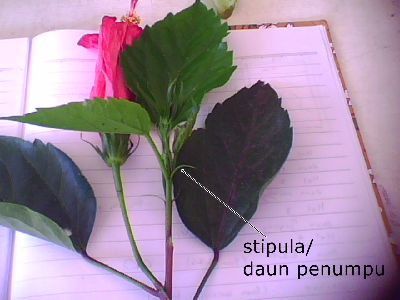 Biologi menjadi sebab kita bisa selalu bertafakkur. . .: Alat Tambahan ...