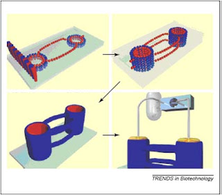 Organ Printing: Thomas Boland: on the Leading Edge of Bioprinting