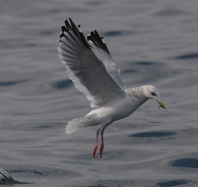 Chris Gibbins - gulls & birds: Adult Vega Gull wing-tip patterns