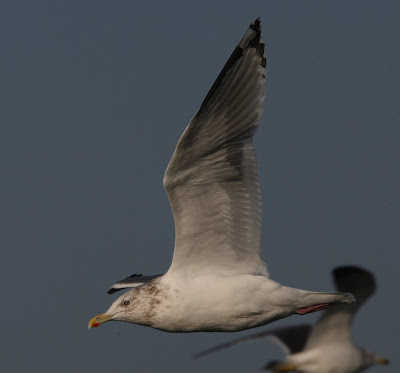Chris Gibbins - gulls & birds: Adult Vega Gull wing-tip patterns