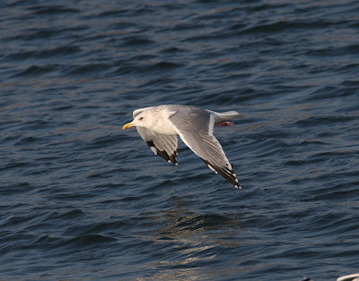 Chris Gibbins - gulls & birds: Adult Vega Gull wing-tip patterns