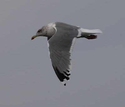Chris Gibbins - gulls & birds: Adult Vega Gull wing-tip patterns