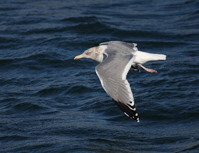 Chris Gibbins - gulls & birds: Adult Vega Gull wing-tip patterns