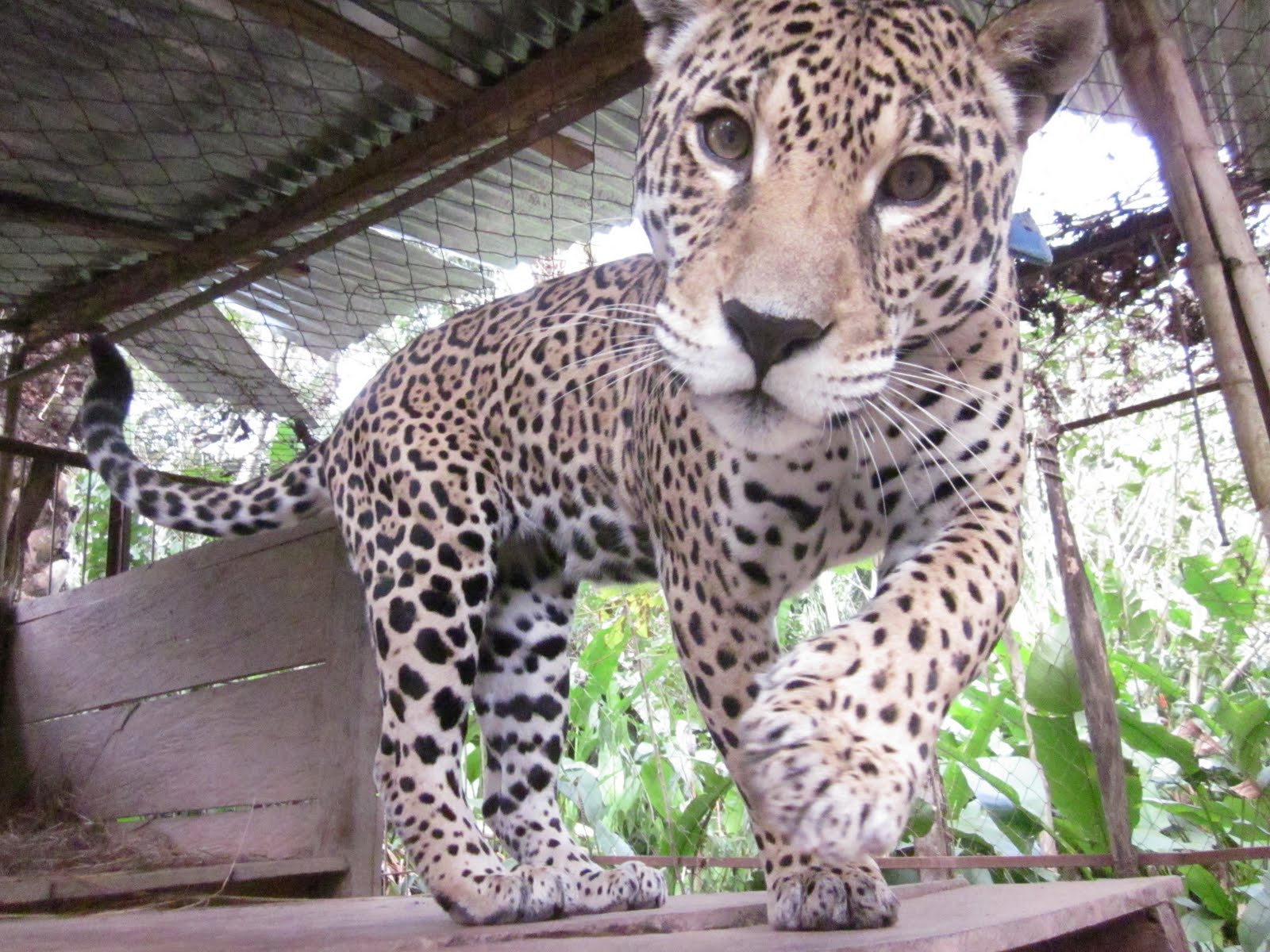 Carlito Treks: Parque Ambue Ari