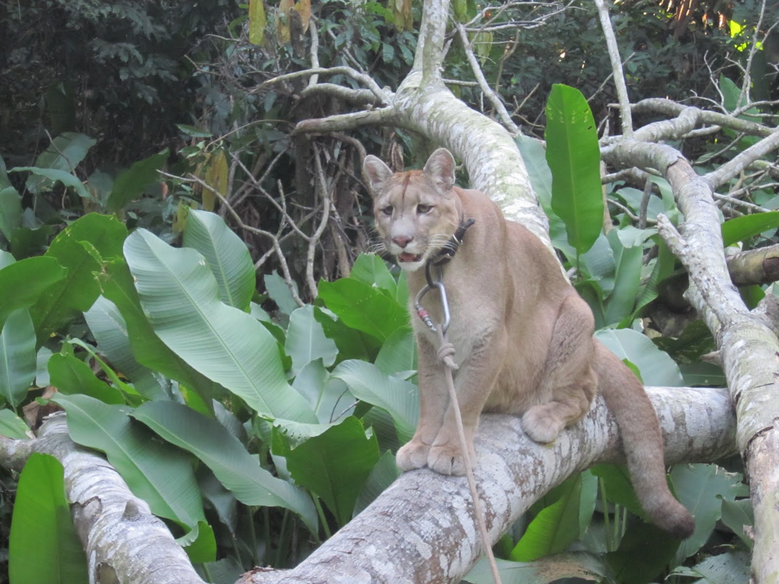 Carlito Treks: Parque Ambue Ari