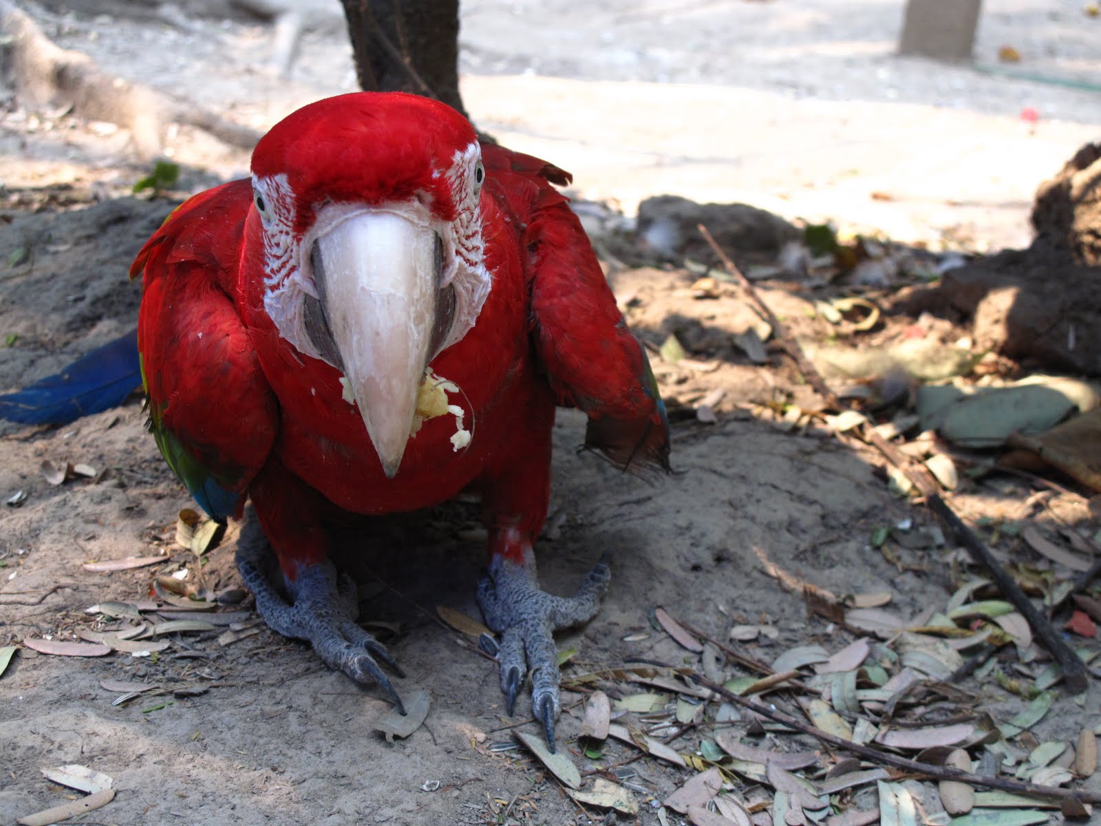 Carlito Treks: Parque Ambue Ari