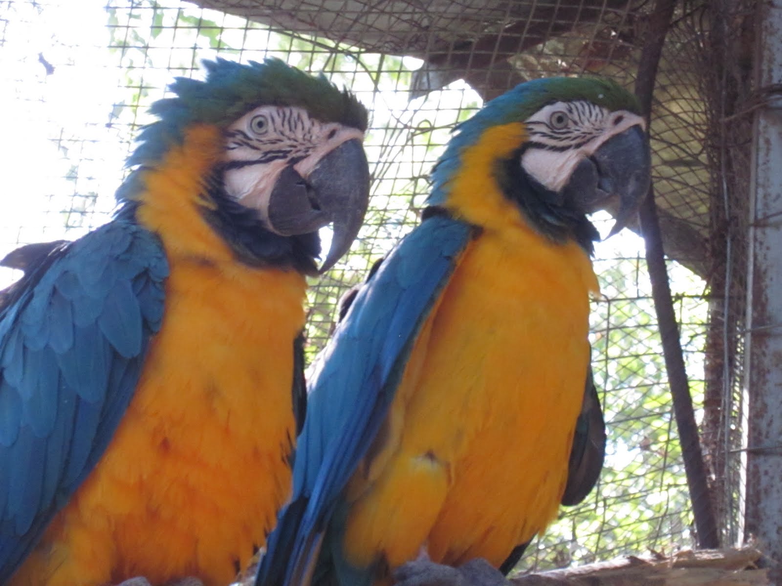 Carlito Treks: Parque Ambue Ari